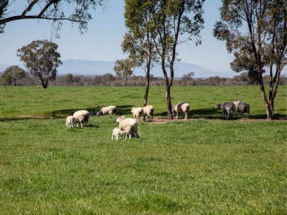 White Suffolk Sheep - Killawarra Park